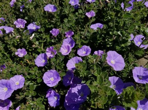 Convolvulus Sabatius Westlake Nursery