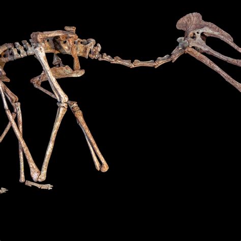 Hatzegopteryx Skull