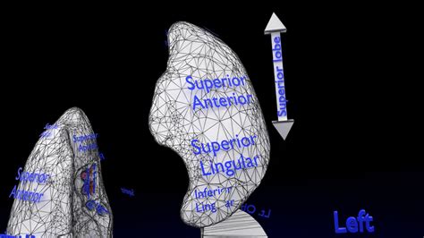 Artstation 3d Lung Pulmonary Segment Anatomy Model Resources