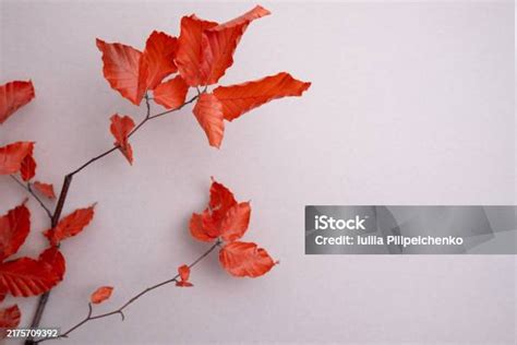 빨간 나뭇잎 색깔 된 배경에 나뭇 가지 가 분위기 배경입니다 가을 가을 추수 감사절 개념입니다 텍스트를 위한 위치입니다 인사말 카드 0명에 대한 스톡 사진 및 기타 이미지