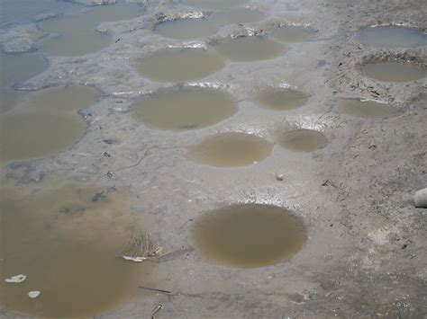 Spawning Nests Of Mouth Brooder Tilapias Fish Consulting Group