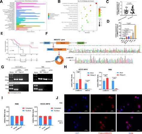 Circrna Mboat2 通过稳定 Ptbp1 促进肝内胆管癌进展和脂质代谢重编程以促进 Fasn Mrna 细胞质输出cell