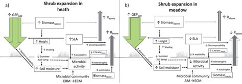 Summary Of Results With Respect To Suggested Implications Of Shrub