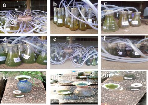 Phycoremediation Experiment A Algal Bottles Connected To Co2 Gas