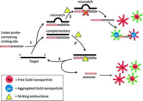 Nicking Enzyme Amplification Reaction