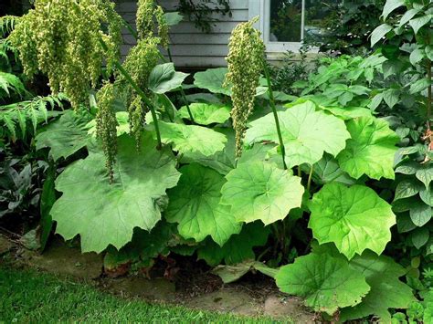 Растение с большими листьями фото и картинки 55 штук