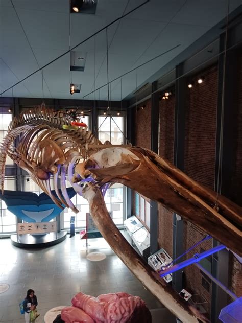 Moby Dick Take Three Symphony