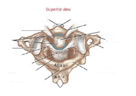 Diagram Of Atlanto Axial Joint Quizlet