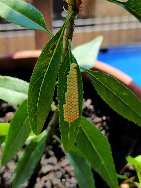 The Hexagonal Pattern Of Insect Eggs I Guess On This Leaf R