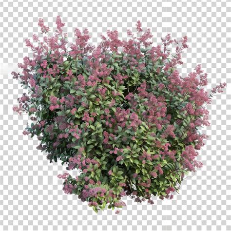 Page 5 Conifer Plants Psd High Quality Free Psd Templates For Download