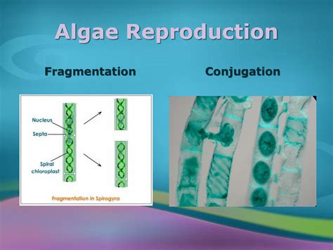Chapter 9 The Microscopic World Ppt Download Chapter 9 The Microscopic World Ppt Download