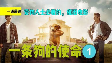爱狗人士必看，据说哭晕好几次的感人电影《一条狗的使命1》影视伦理片好看视频