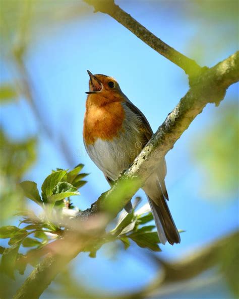 Closeup Of A European Robin Erithacus Rubecula On A Thin Branch Stock