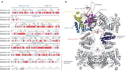 Rnase E Of α Proteobacteria Have A Distinguishing S1 Domain Insert Not Download Scientific