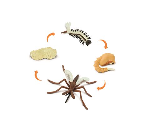 Životni Ciklus Komarca Linit