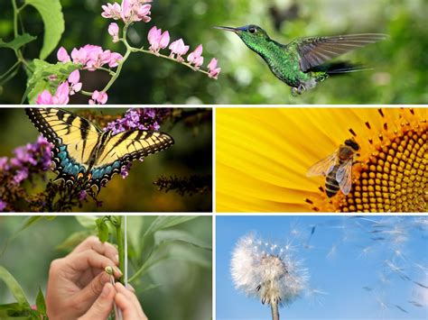 What Is Open Pollination In Plants And How Does It Work Gardensall