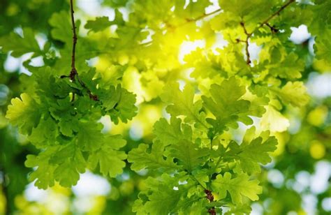 Benefits And Uses Of Oak Tree