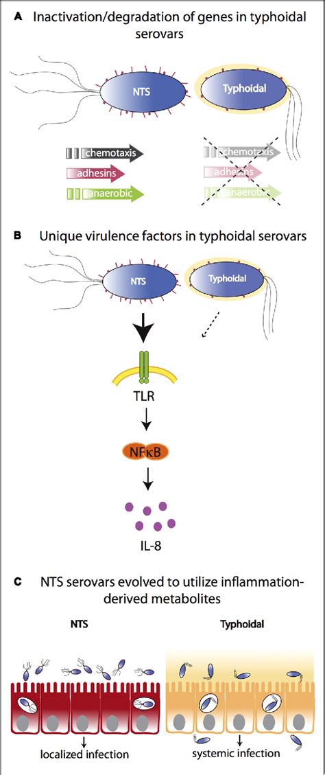 Nts Gene Semantic Scholar