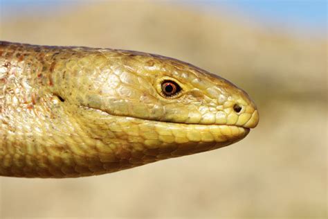 Scheltopusik Bilder Durchsuchen 173 Archivfotos Vektorgrafiken Und