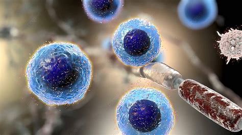Oligodendrocytes Structure