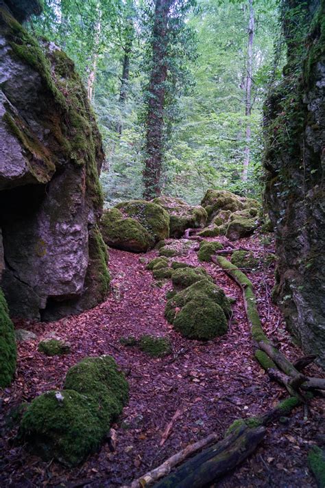 바위 위에 이끼가 자라는 숲속의 길 사진 Unsplash의 무료 식물 이미지
