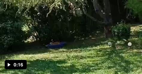 My Best Girl Chillin In Her Mini Pool 9gag