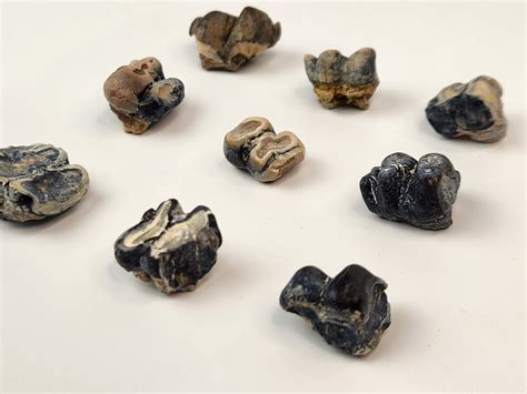 Manatee Tooth Fossil Trichechus Manatus Pleistocene Northern Florida Etsy