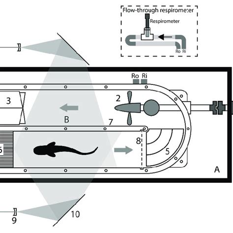 Modified Brett Type Swim Tunnel Respirometer Used For Particle Image