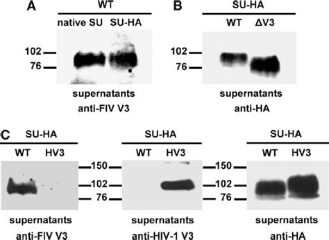 Expression In Human Cells Of Wild Type Wt Mutant Dv3 And Chimeric
