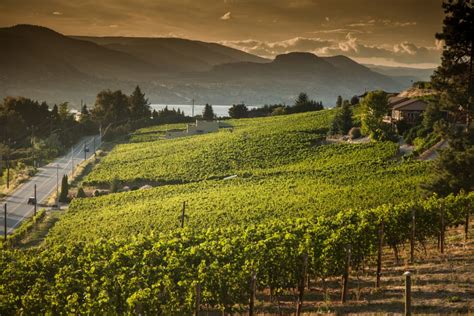 Uncover Pentictons Spectacular Wine Regions And Visit Premier Vineyards