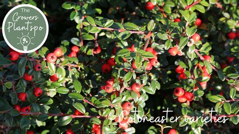 The Growers Choice Top Hedging Plants For An Exposed Site Johnsons