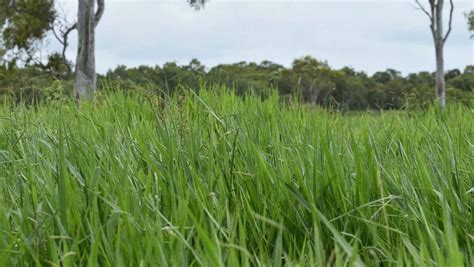 North Queensland Cattle Property Sells For 10299acre Queensland