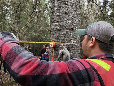 Forest Mensuration — Carson Integrated