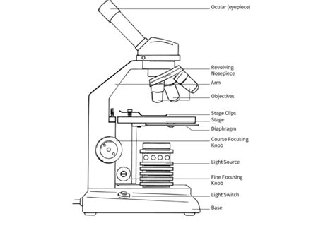Compound Microscope Principle Parts Diagram Definition Application Biology Notes Online