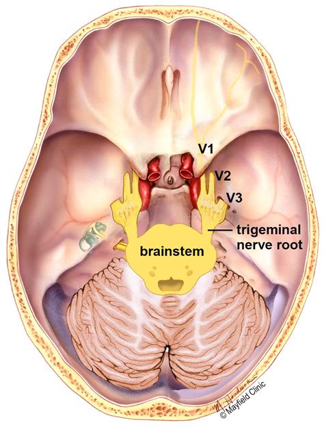 Trigeminal Nerve Anatomy Trigeminal Nerve Medical Videos Anatomy