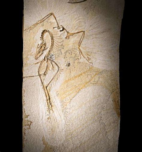 The Best Archaeopteryx Fossil Ever Found Just Showed It Could Fly