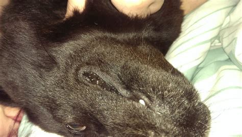 Snaggle Tooth By Gaurdos On Deviantart