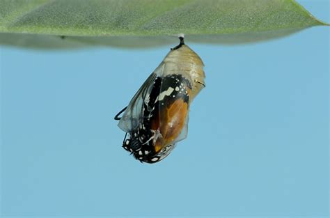Life Inside A Cocoon What Really Happens During Insect Pupation