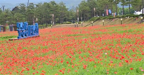 청송군 주왕산관광단지 꽃양귀비 개화 시작