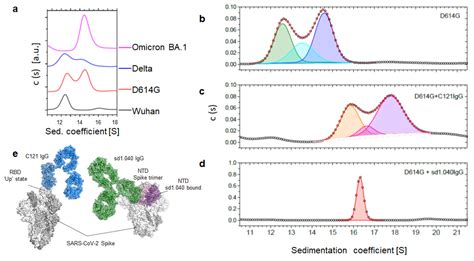 Analytical Ultracentrifugation Detects Quaternary Rearrangements And Antibody Induced