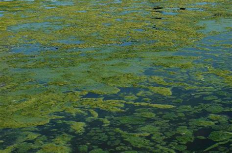 Microalgae Extract Has Repairing Effect In Human Cells Medical News