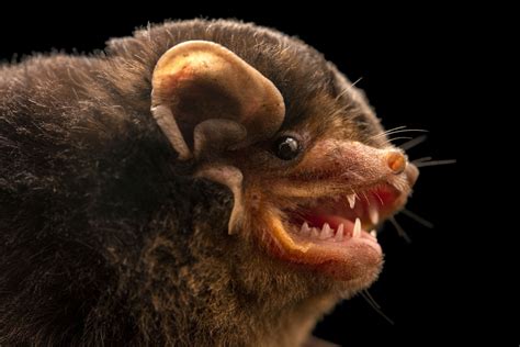 Goulds Wattled Bat Chalinolobus Gouldii At Victoria Australia