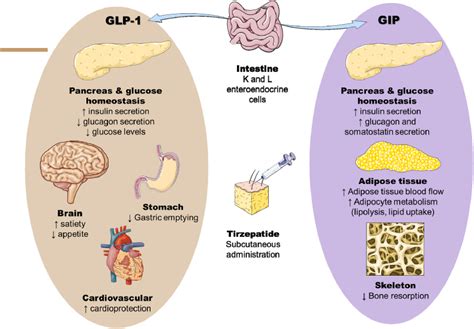 The Catcher In The Gut Tirzepatide A Dual Incretin Analog For The