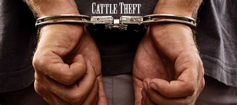 Texan Man Arrested On Felony Theft Charges Following Faulty Cattle