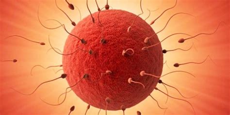 Basal Body Temperature And Cervical Mucus Charting Help To Predict Ovulation And Conceiving Time