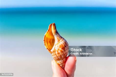 나폴리 근처 플로리다 남서부의 보니타 스프링스에 있는 맨발 해변에서 발견된 줄무늬 튤립 조개 조개 배경에 청록색 물이 있는