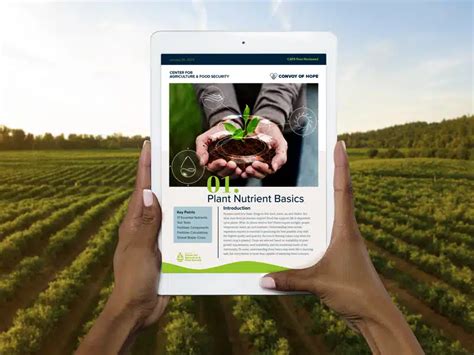 Plant Nutrients 2025 Comprehensive Guide