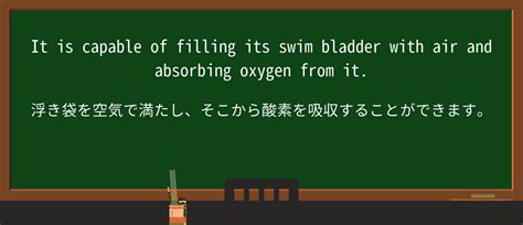【英単語】swim Bladderを徹底解説！意味、使い方、例文、読み方 おもしろい英文法