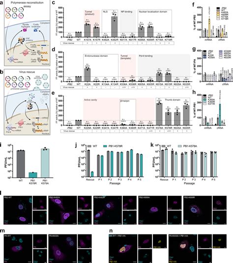 Mutational Screen Of Modified Lysines Reveals Distinct Effects On Mrna Download Scientific
