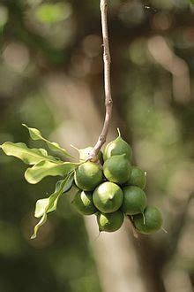 Macadamia Wikipedia